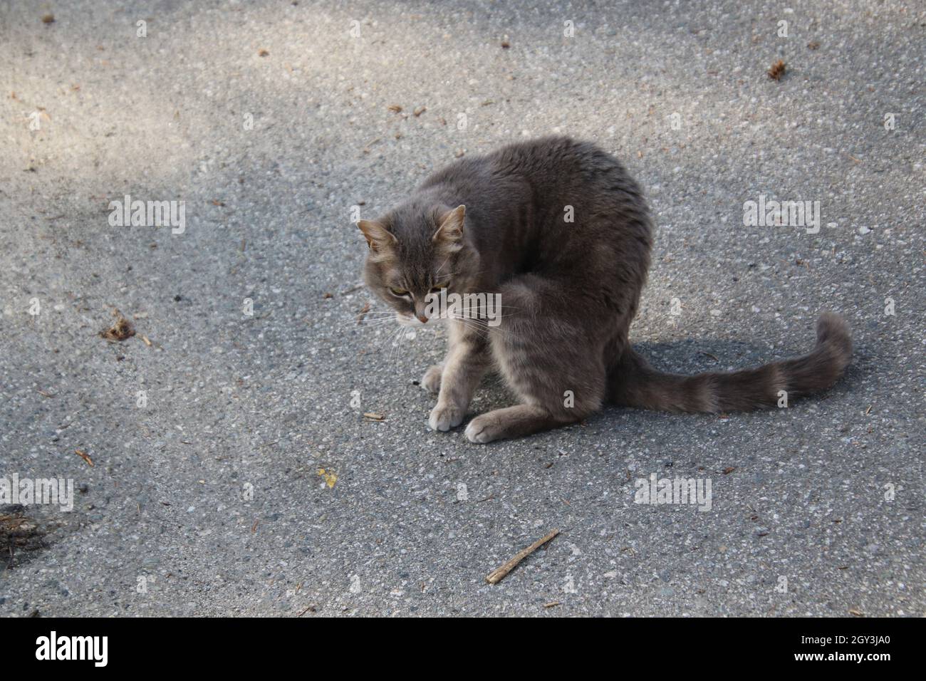 Hunched over cat on white hi-res stock photography and images - Alamy