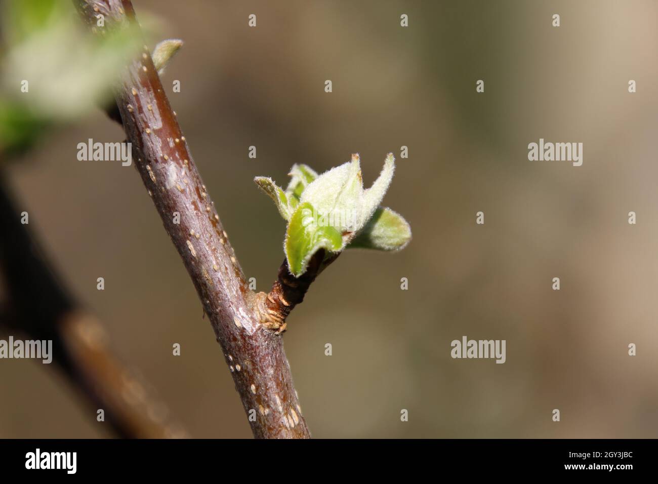 The bud of a tree hi-res stock photography and images - Alamy