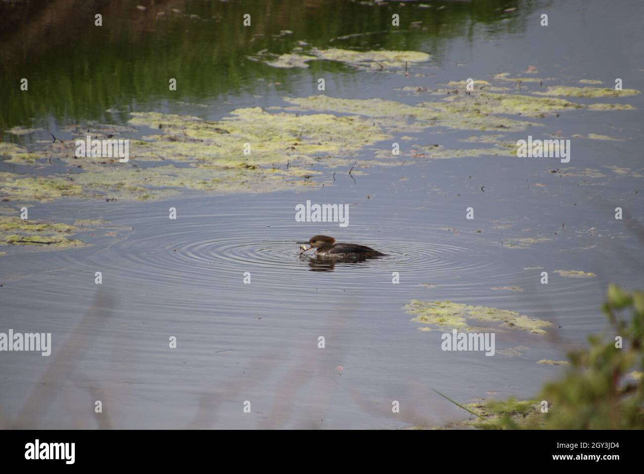 A common merganser duck eating a stickleback. The duck is in the middle ...