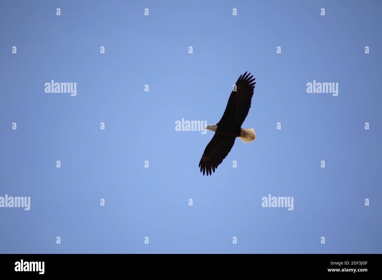A bald eagle flying in a clear blue sky Stock Photo - Alamy