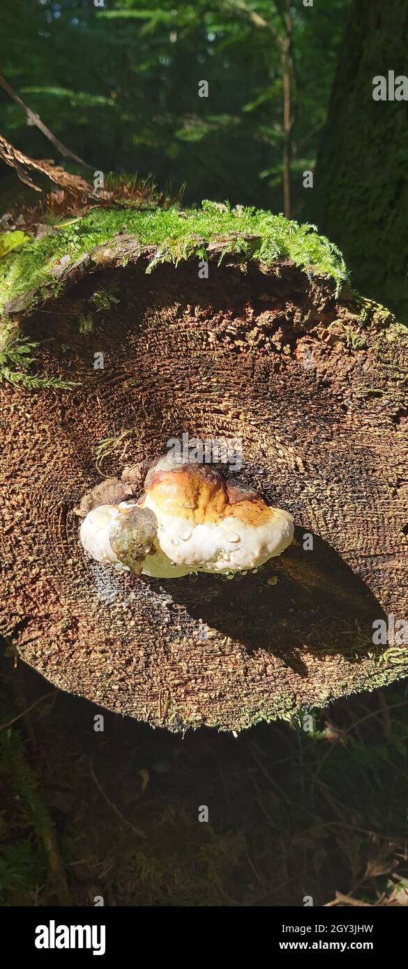 Tree fungus growing on old and rotten logs Stock Photo - Alamy