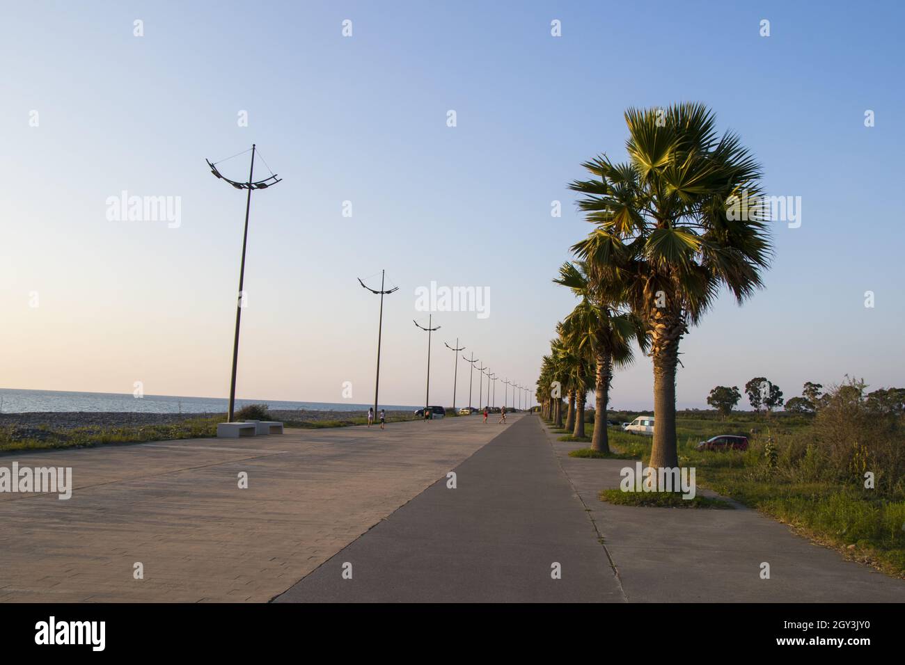 Palm tree on the beach, Black sea palm trees Stock Photo - Alamy