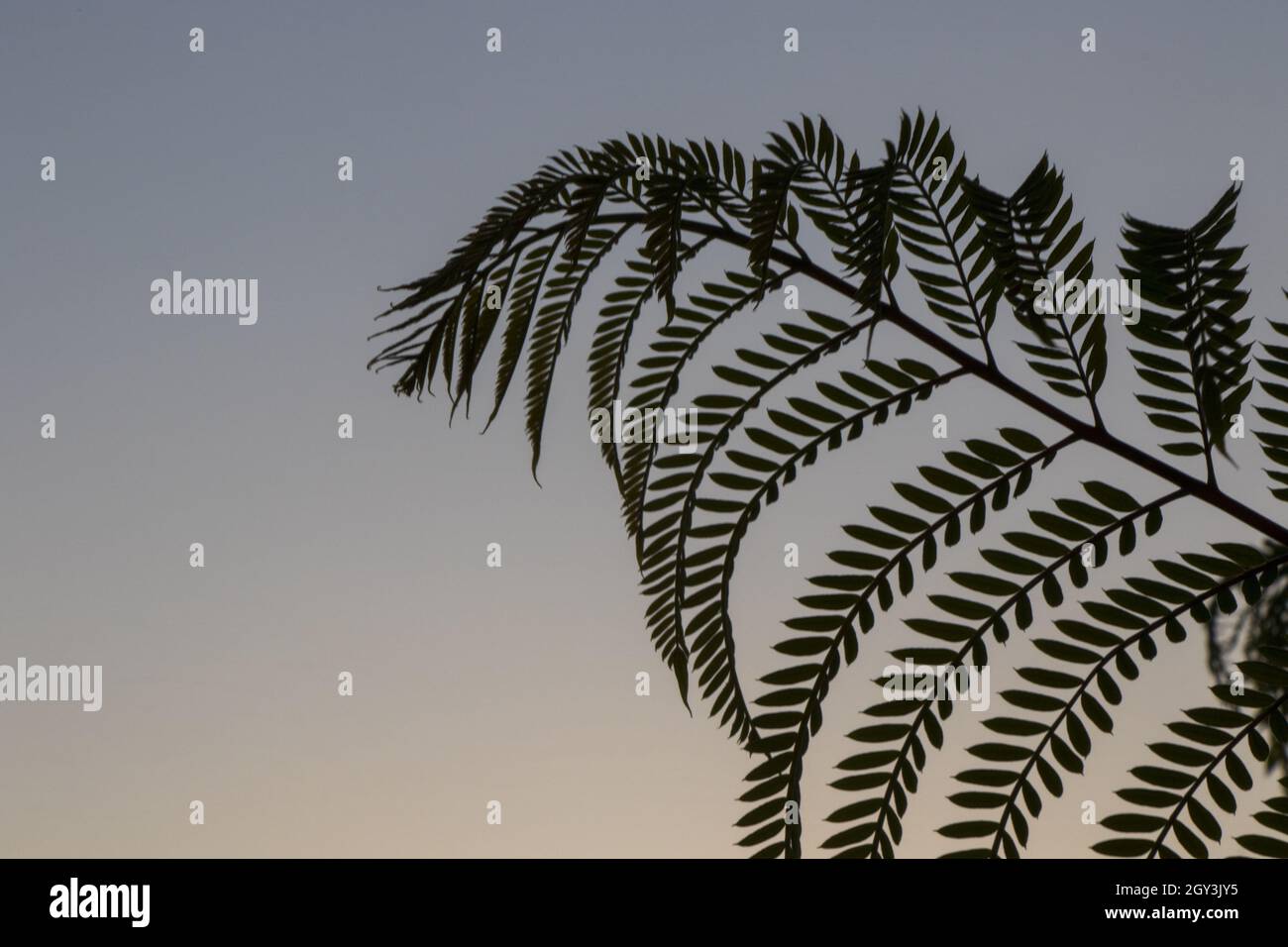 Plant shadow on the sunset colorful sky Stock Photo - Alamy