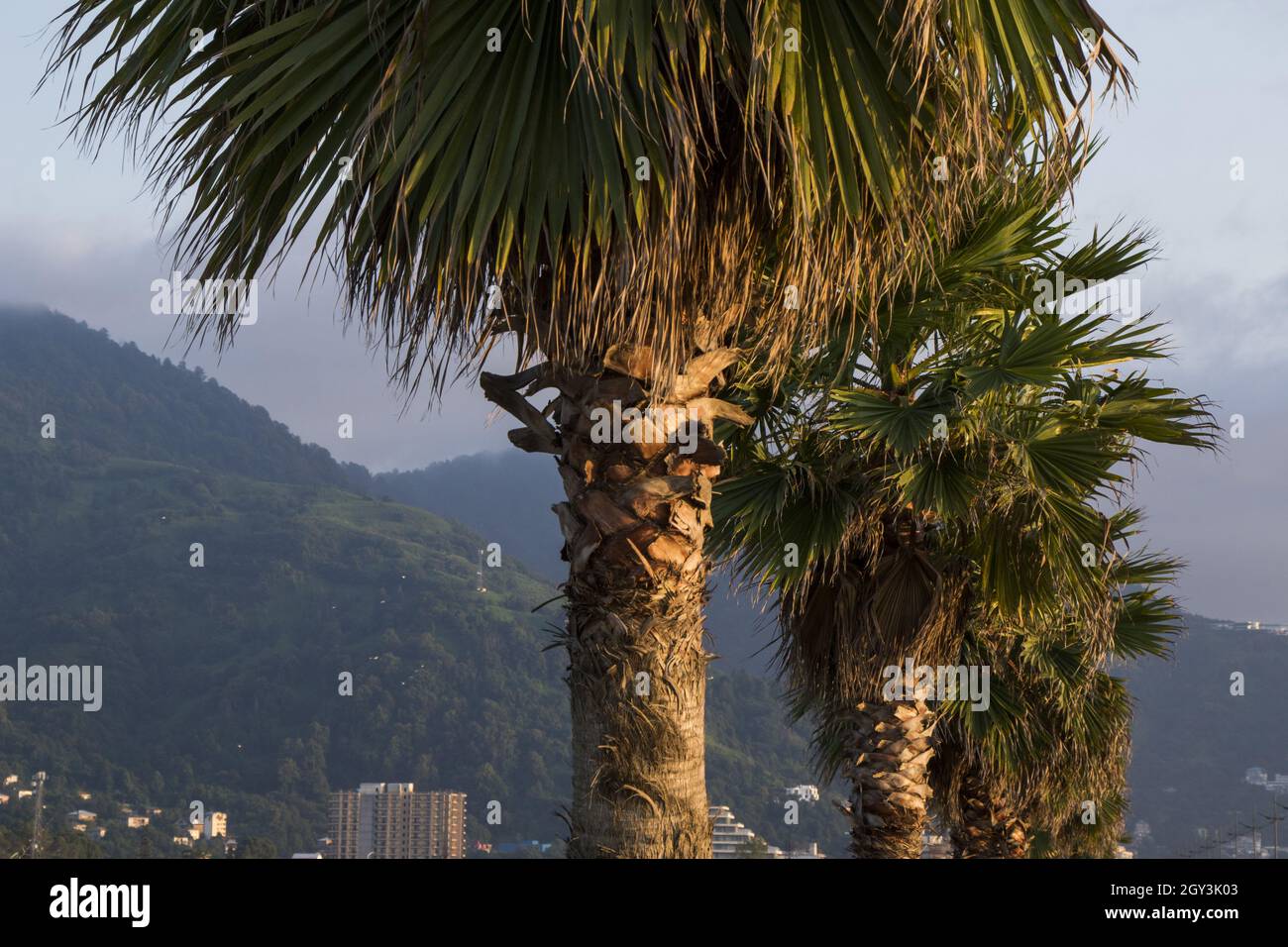 Palm tree on the beach, Black sea palm trees Stock Photo - Alamy