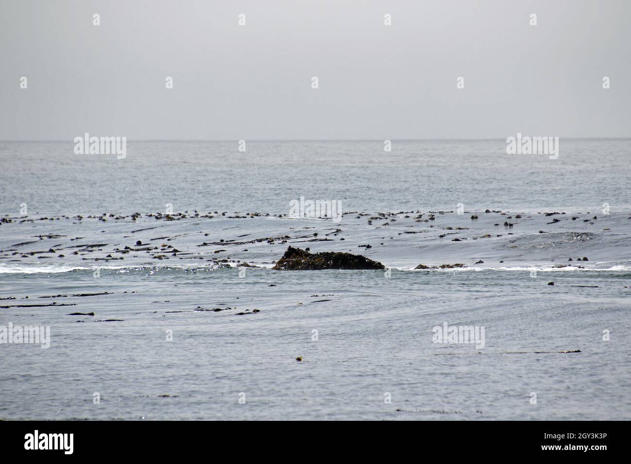 A small island in the middle of the frame covered with muscles and ...