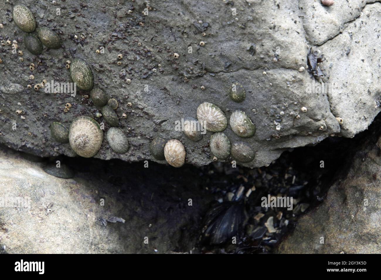 A rock face with shells attached to it. There are muscles sitting in a ...