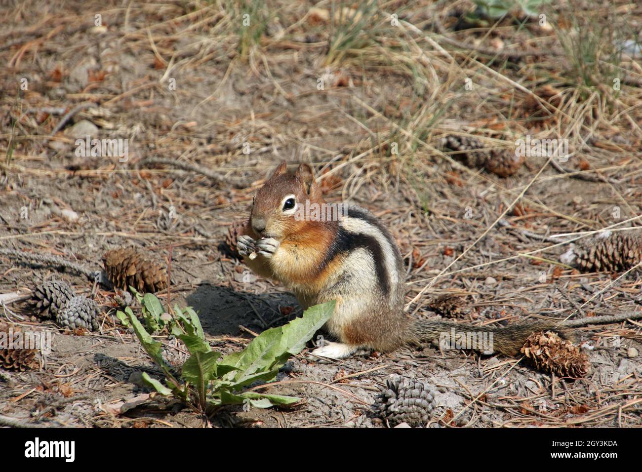 A chipmunk using two paws to eat a seed sitting behind a green plant ...