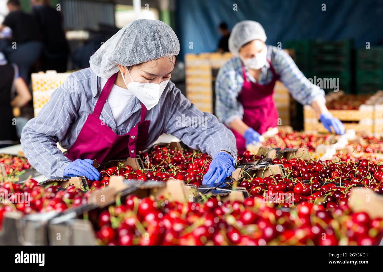 Asian women sorting cherries Stock Photo - Alamy