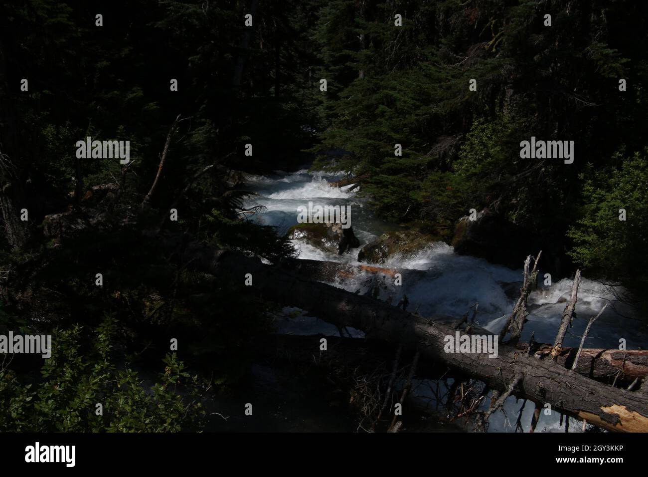 A river moving rapidly through a forest partially shaded with areas ...
