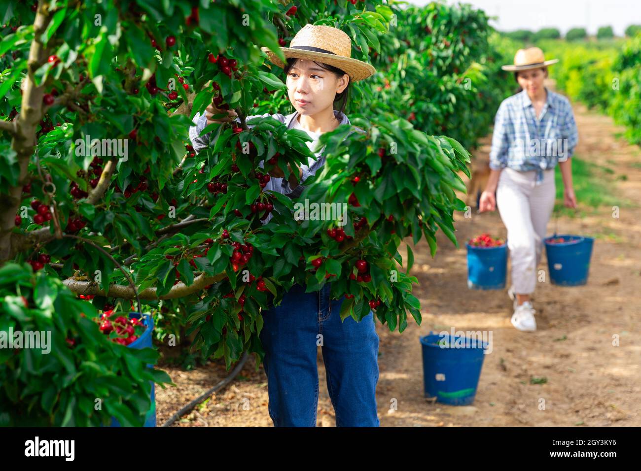 Berry picking buckets hi-res stock photography and images - Alamy
