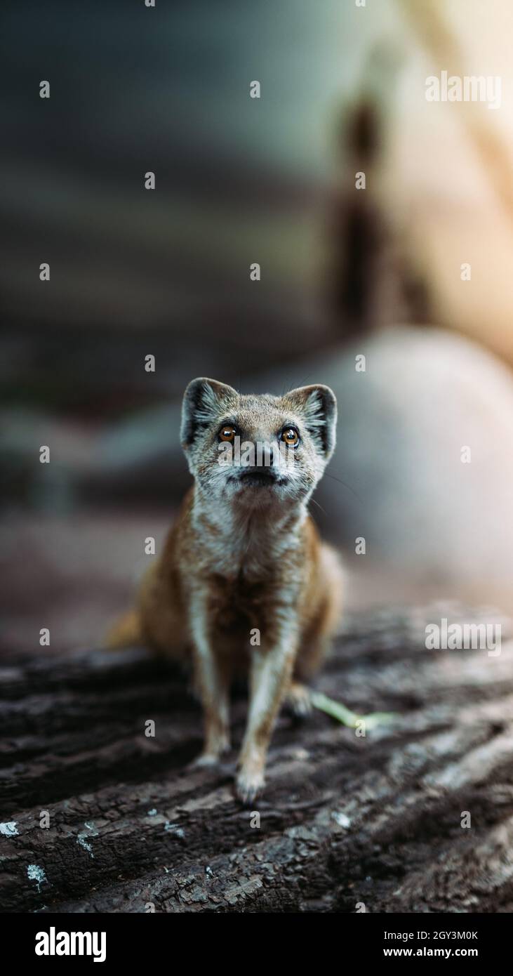 Vertical shot of a mongoose in the Zoo and Safari park in Dvur Kralove ...