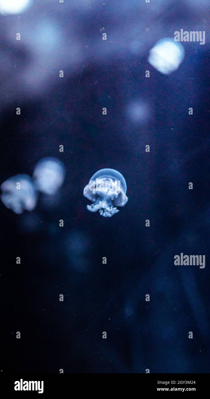 Vertical shot of a tiny single medusa swimming alone in an aquarium ...