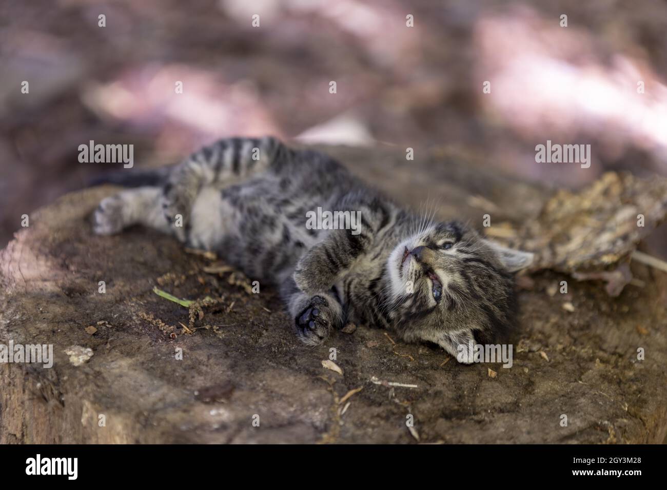 Remains of a dead young feline cat Stock Photo - Alamy