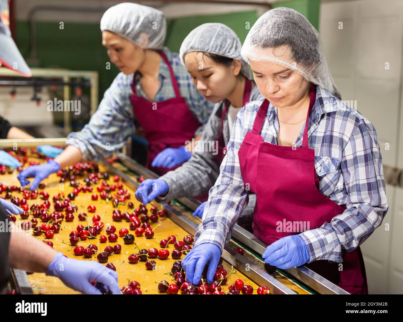 Women sorting cherry Stock Photo - Alamy