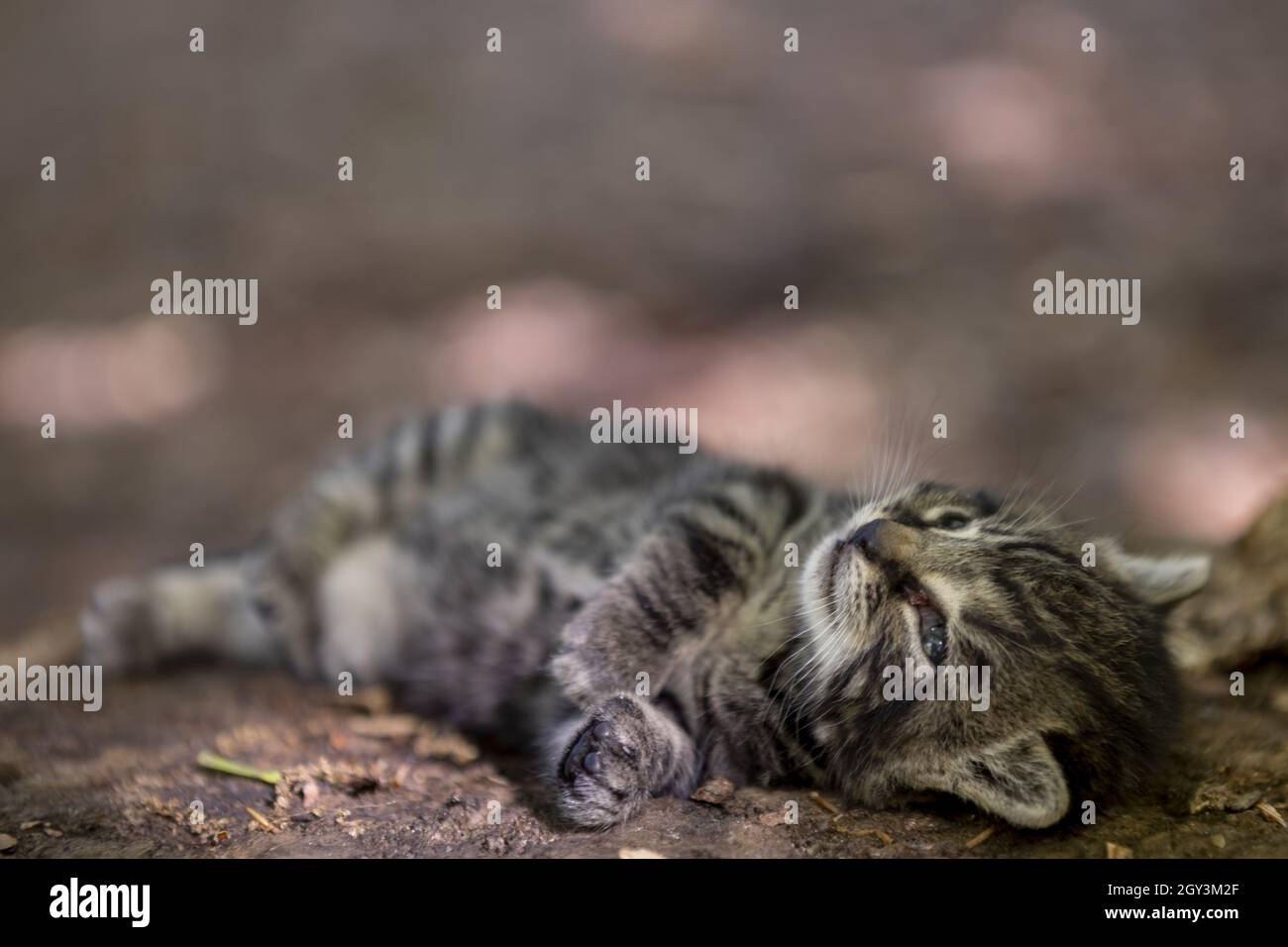 Remains of a dead young feline cat Stock Photo - Alamy