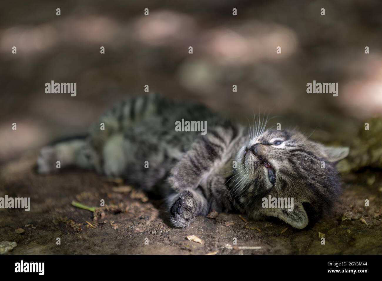 Bloody remains hi-res stock photography and images - Alamy