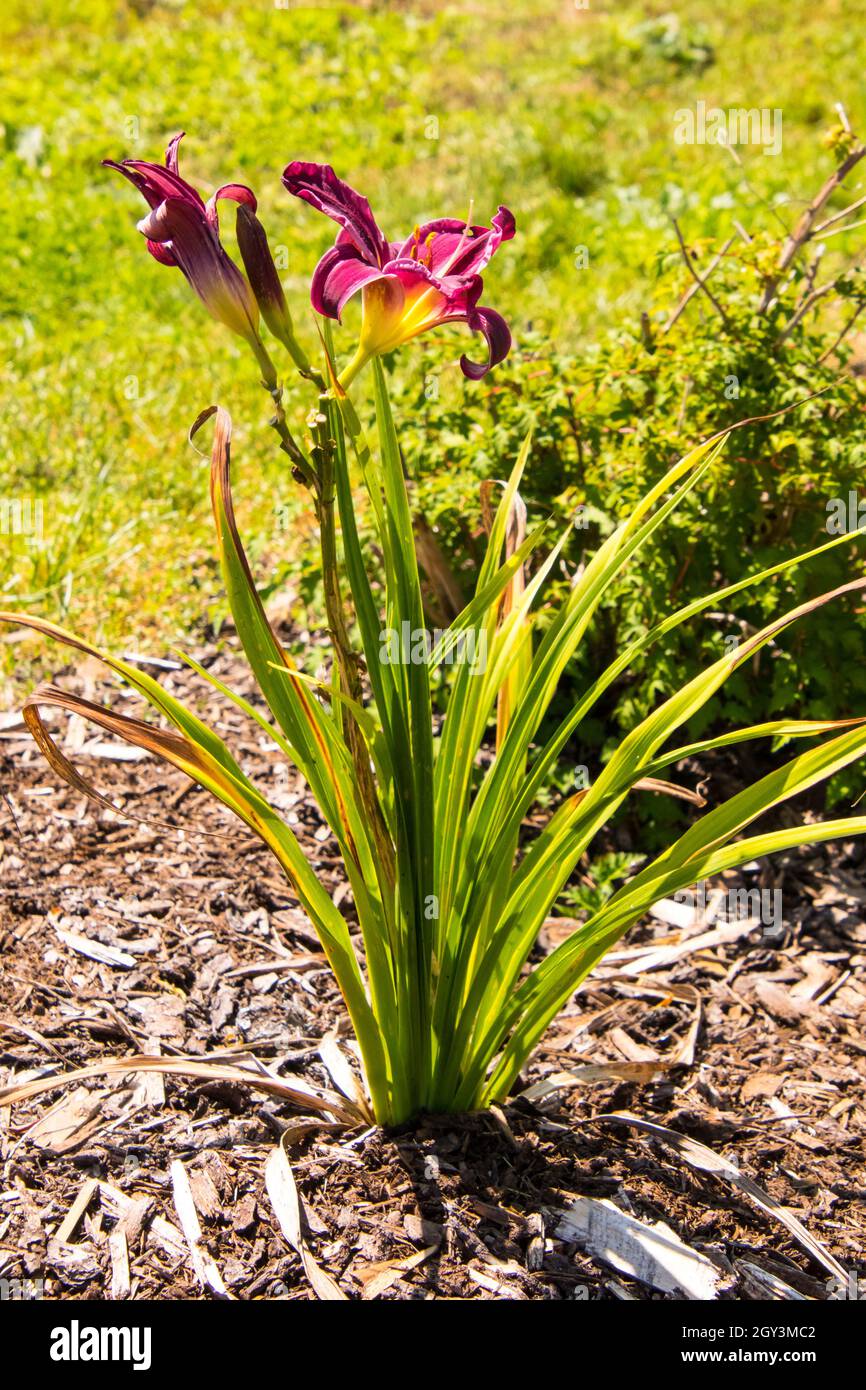 A red and yellow lily planted in bark mulch Stock Photo - Alamy