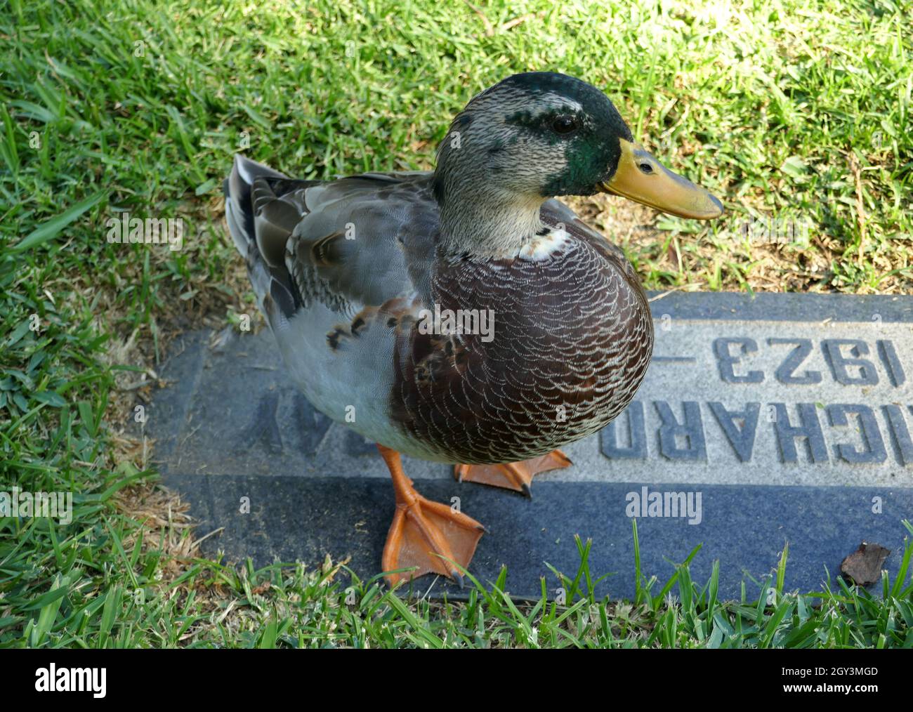 Duck grave hi-res stock photography and images - Alamy