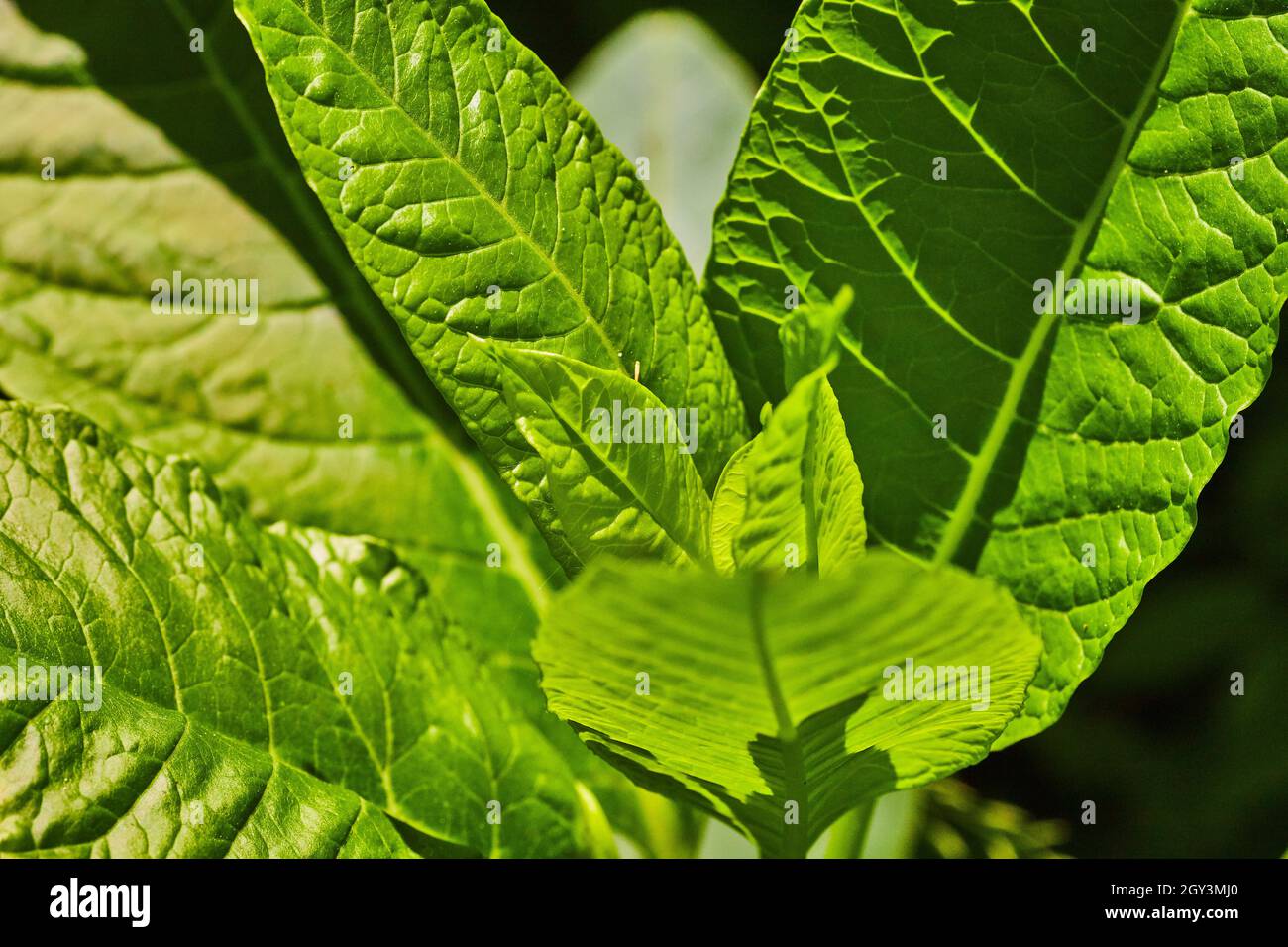 Macro of spring leaves sprouting Stock Photo - Alamy