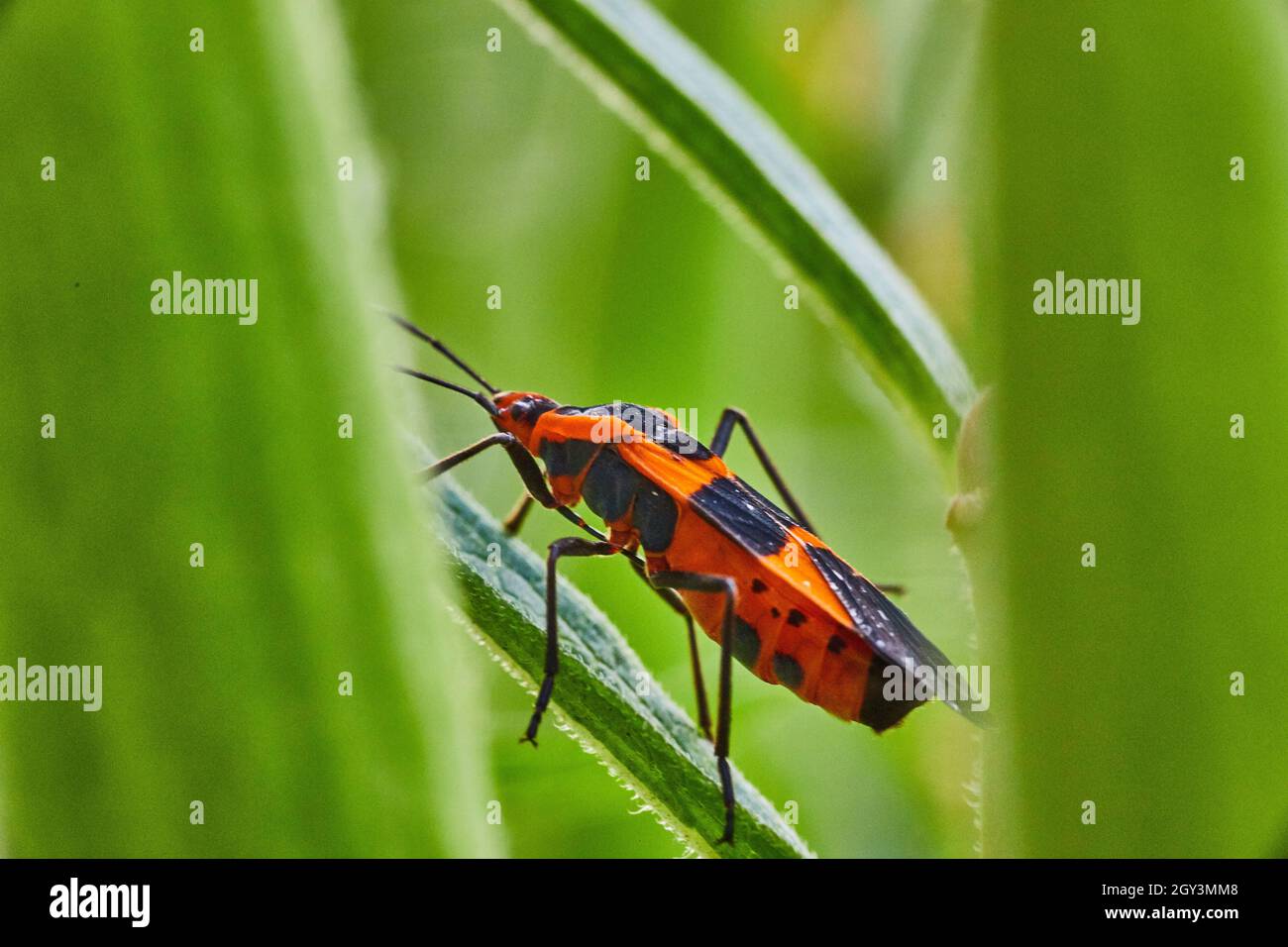 Orange spotted plant bug hi-res stock photography and images - Alamy