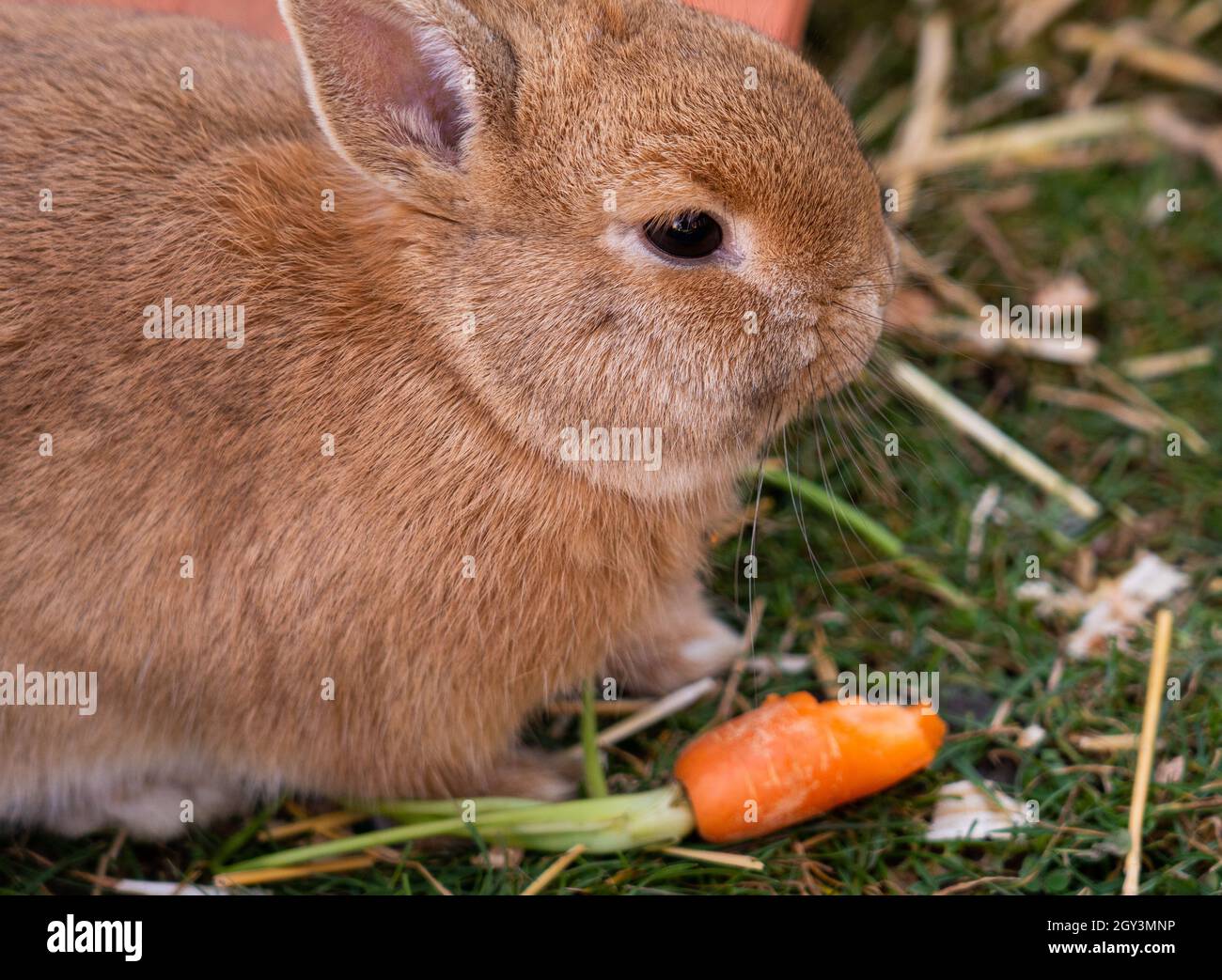 Dwarf carrot hi-res stock photography and images - Alamy