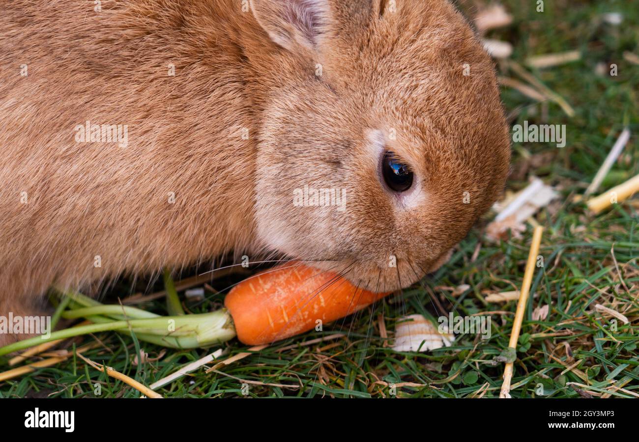 Dwarf carrot hi-res stock photography and images - Alamy