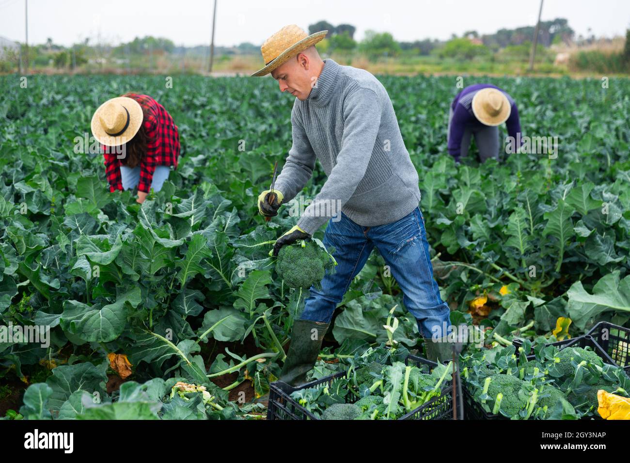Farmer with knife picking fresh organic broccoli in crates Stock Photo ...