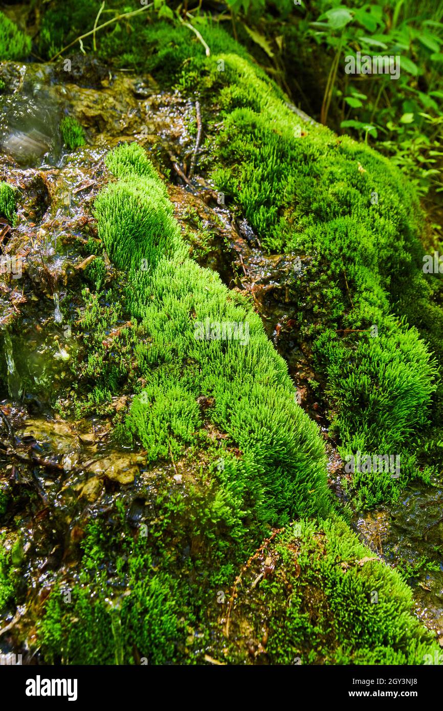 Detail of patches of moss in the forest with tiny river Stock Photo - Alamy