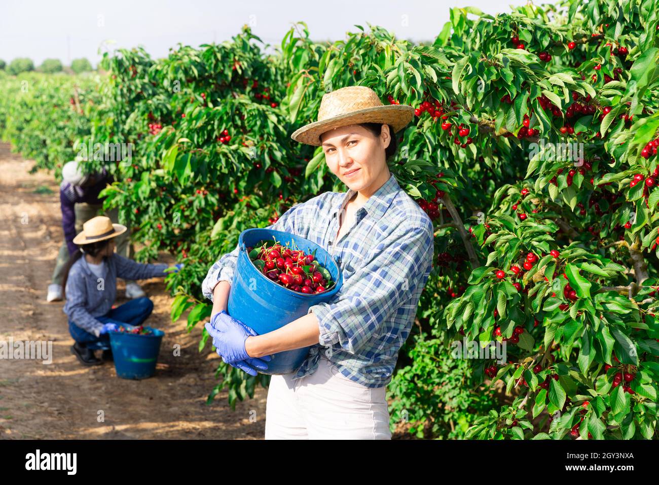 People picking cherry Stock Photo - Alamy