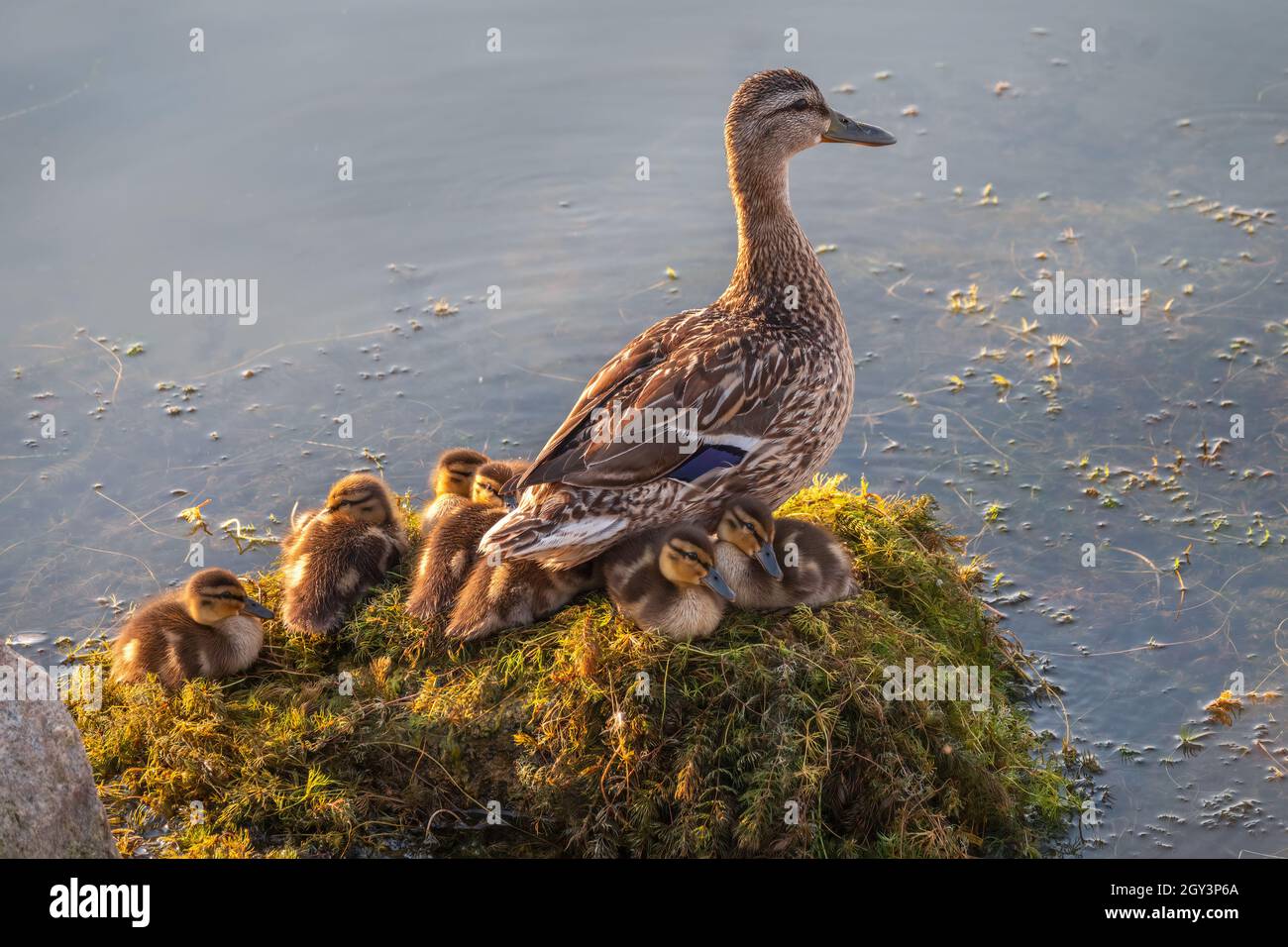 Adult duck with many ducklings sits on green shore of pond. The ...