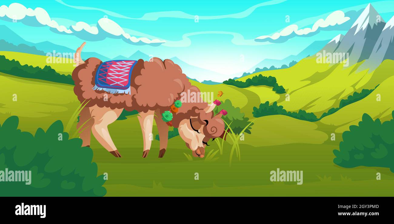 Lama grazes grass hi-res stock photography and images - Alamy