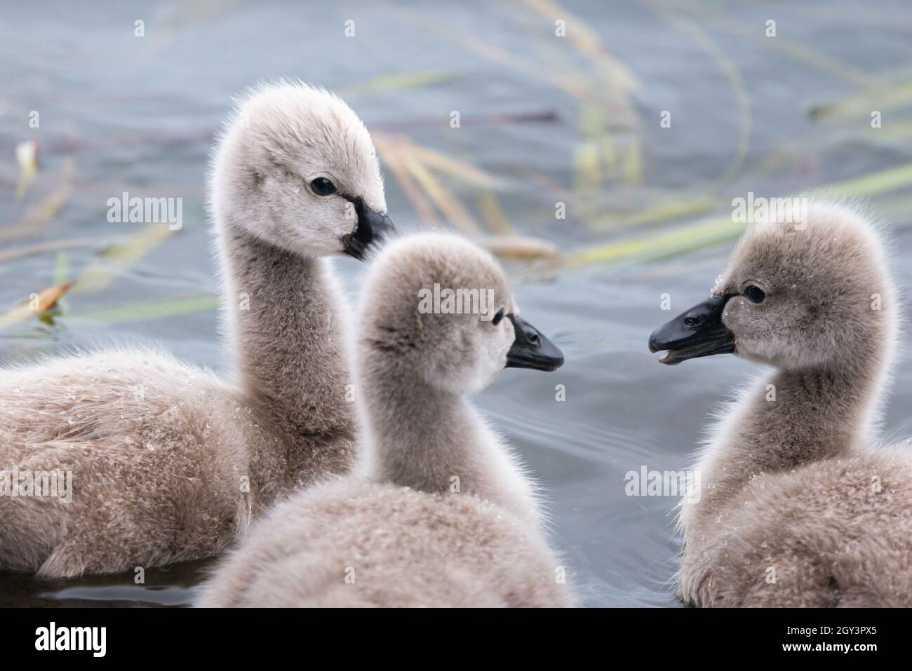Cute black swan cygnets swimming in the water Stock Photo - Alamy