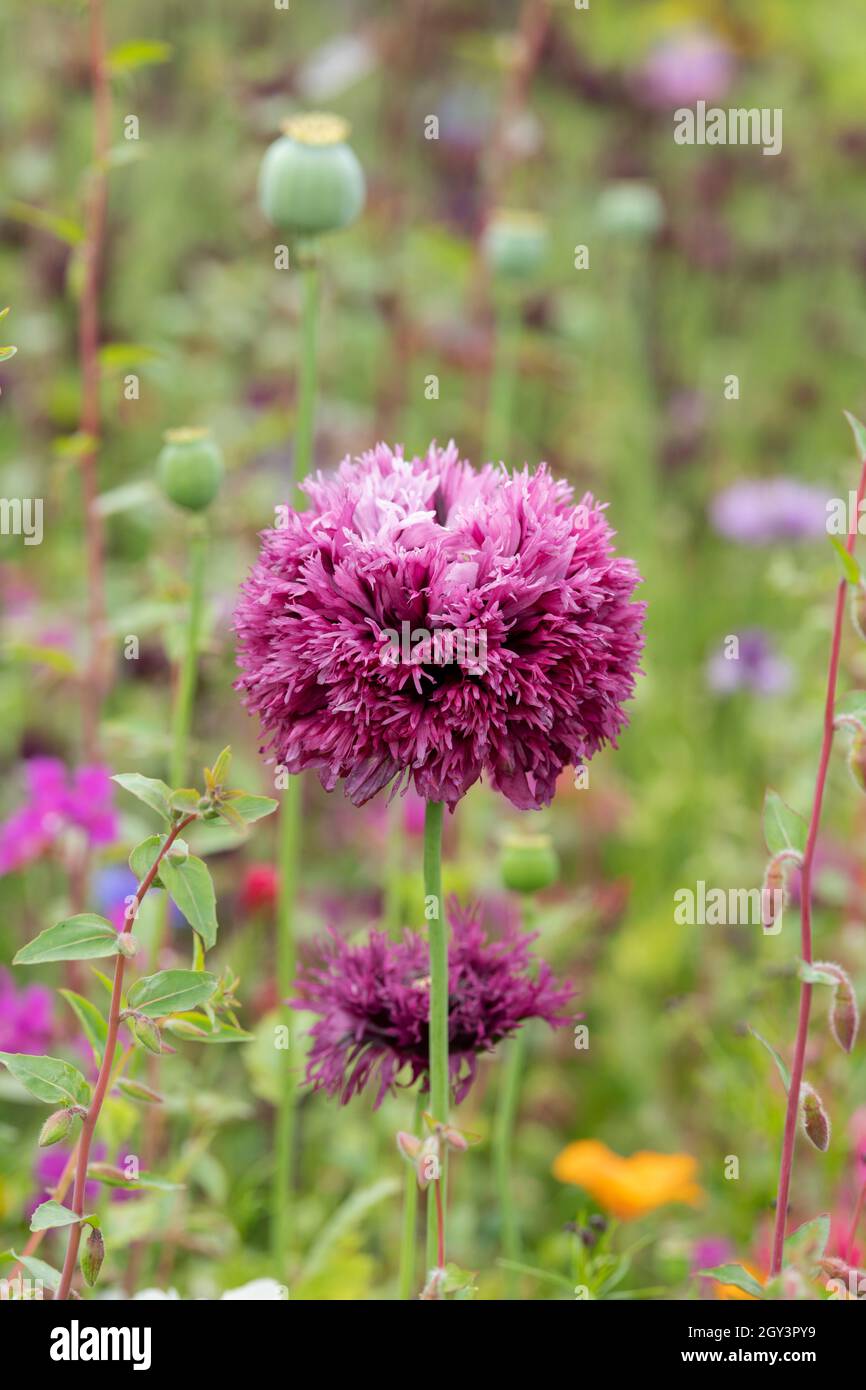 Frilled poppy hi-res stock photography and images - Alamy