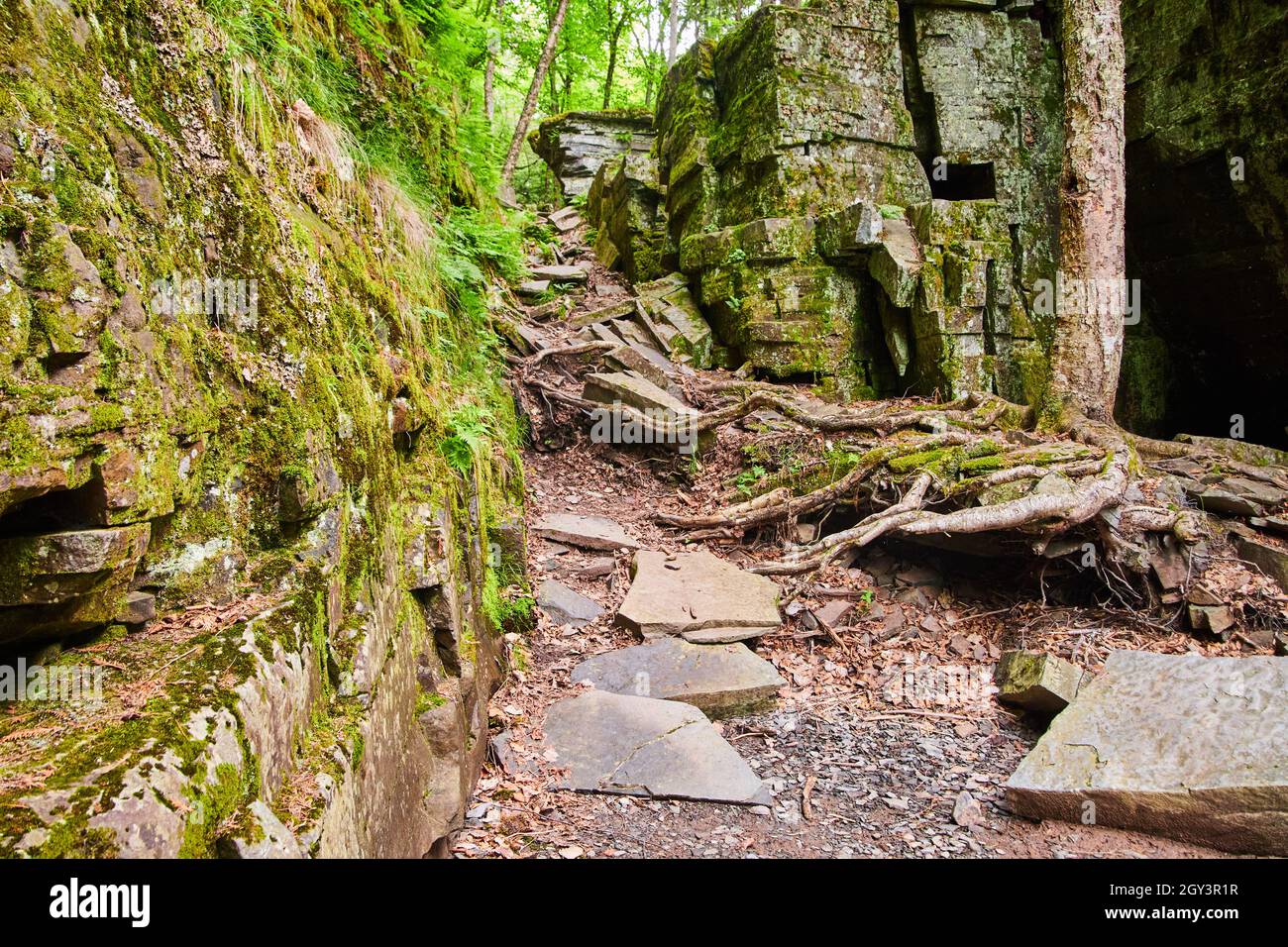 Close up against cliff wall with moss and lichen and exposed roots of ...