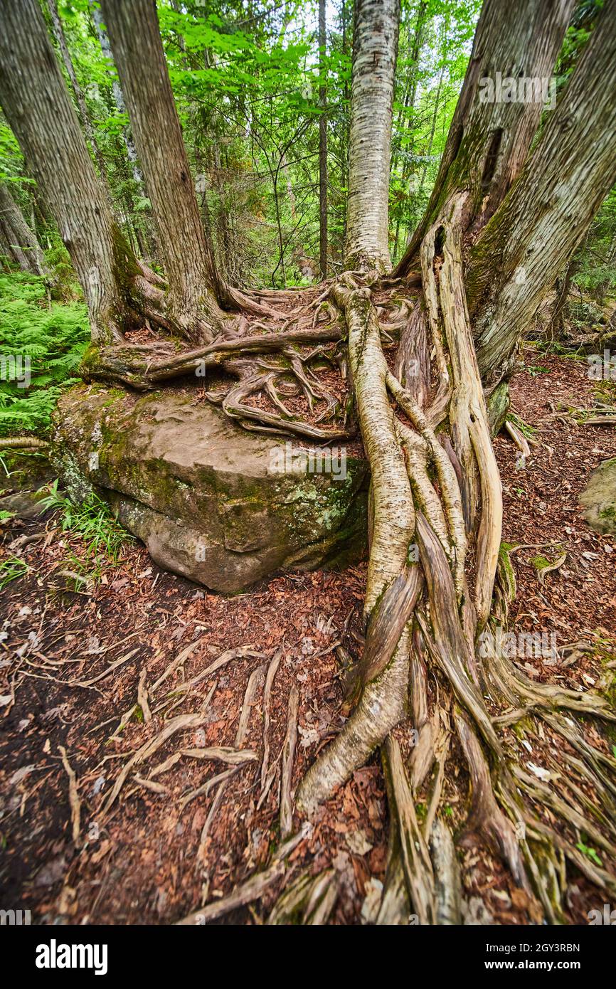 Trees growing on large boulder with big stretch of roots reaching to ...