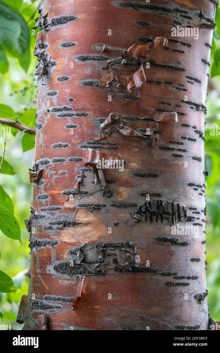 Prunus padus, bird cherry, hackberry, hagberry, Mayday tree golden bark ...
