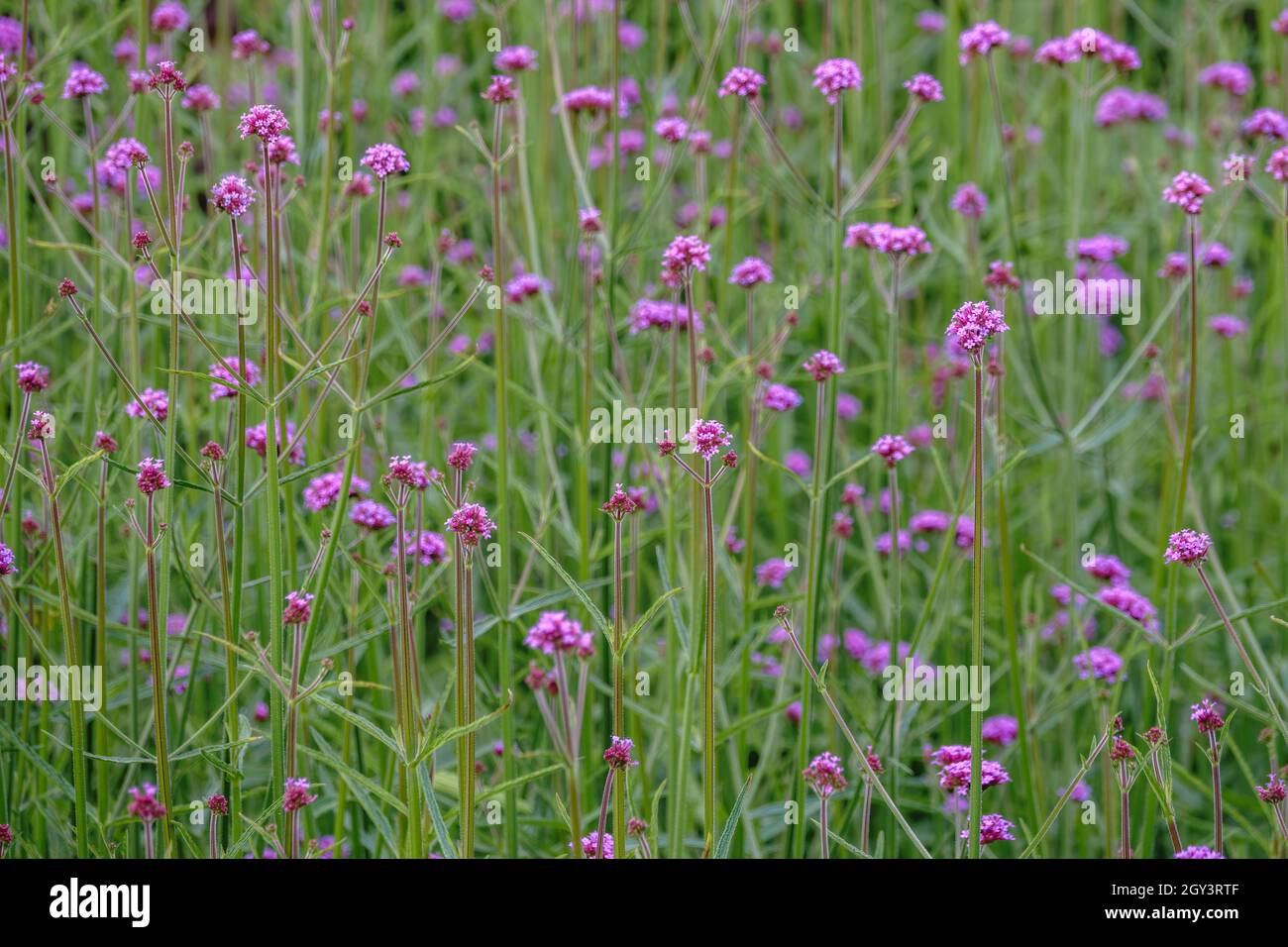 Verbena bonariensis flowers, Argentinian Vervain or Purpletop Vervain ...