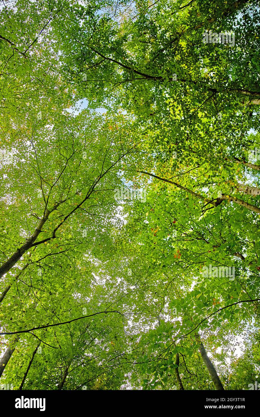 Worm's eye view of trees with green leaves obscuring the sunny sky ...