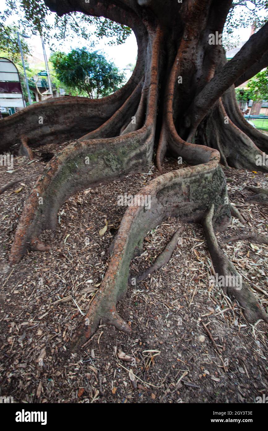 gnarly roots of an old fig tree Australia Stock Photo - Alamy