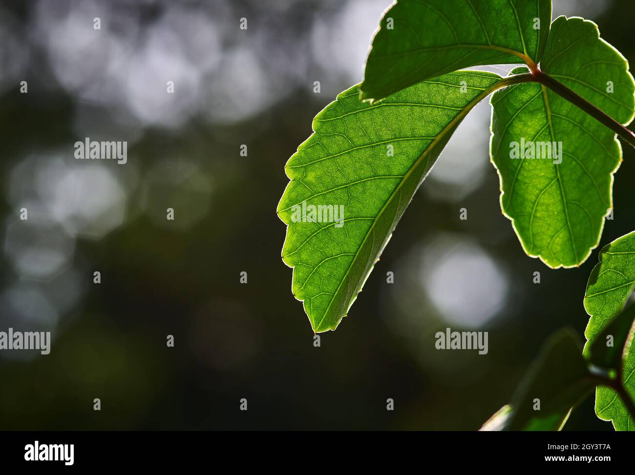 Botany photosynthesize hi-res stock photography and images - Alamy