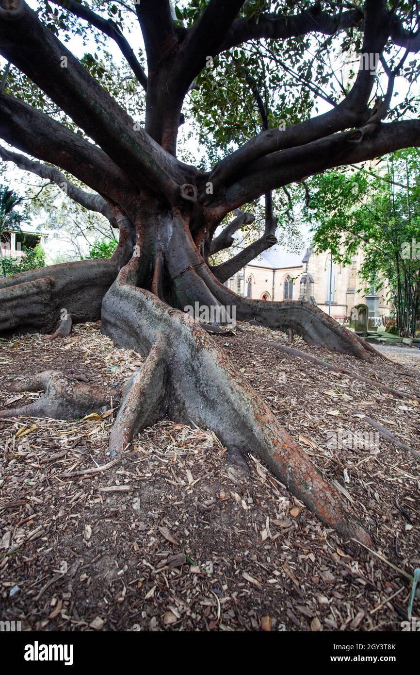 Old fig tree hi-res stock photography and images - Alamy