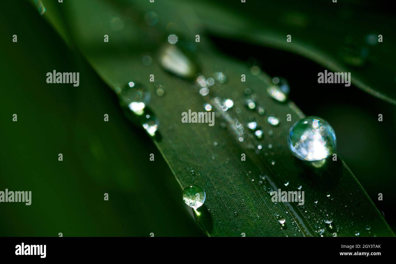 Water drops on a green grass blade Stock Photo - Alamy