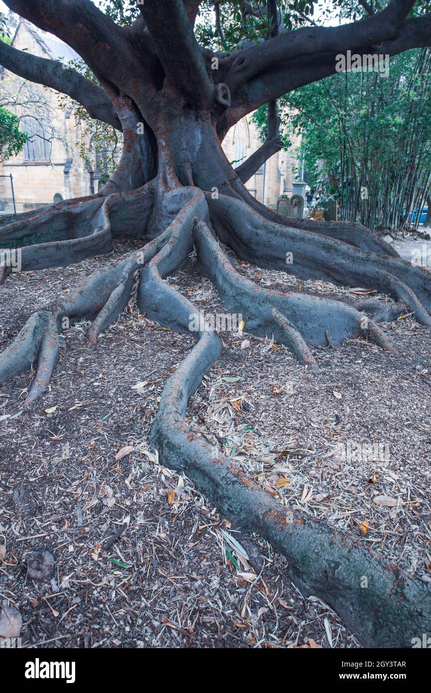 Old fig tree hi-res stock photography and images - Alamy