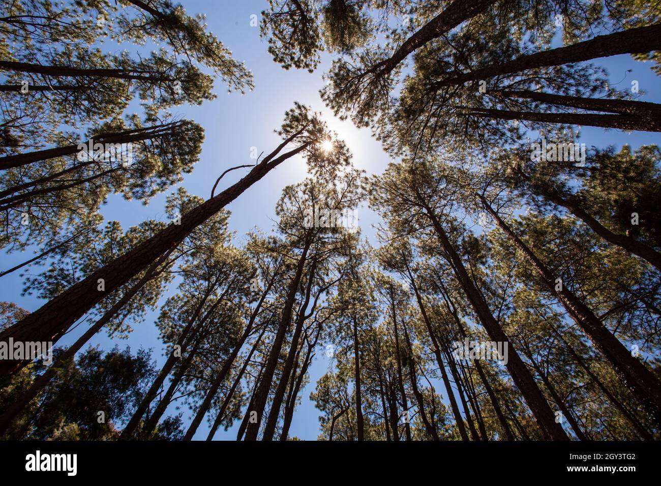 very tall gum trees in Australia looking up Stock Photo - Alamy