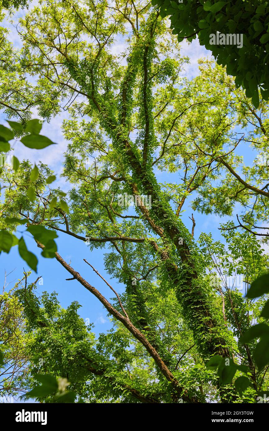 Vines wrapped trees hi-res stock photography and images - Alamy