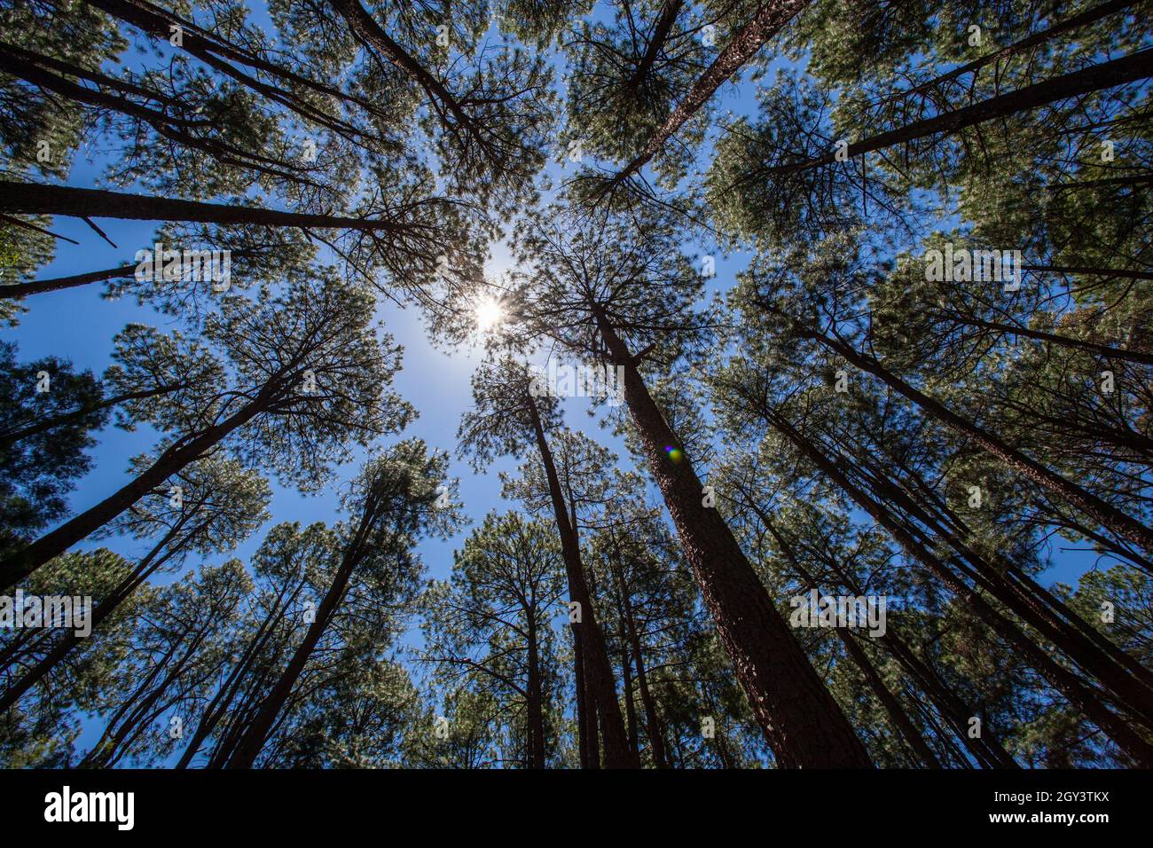 Tall gum tree hi-res stock photography and images - Alamy