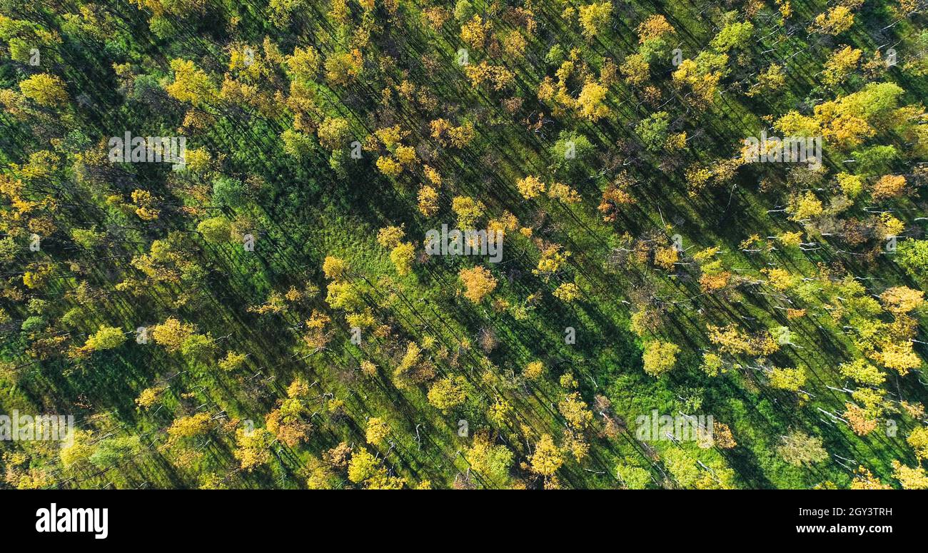 Autumn color forest Stock Photo - Alamy