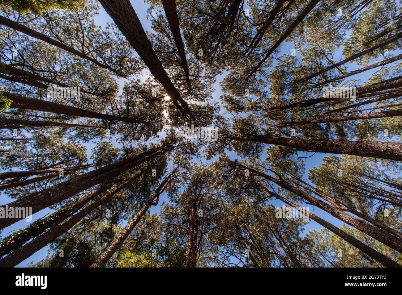 Looking up to tree canopy australia hi-res stock photography and images ...