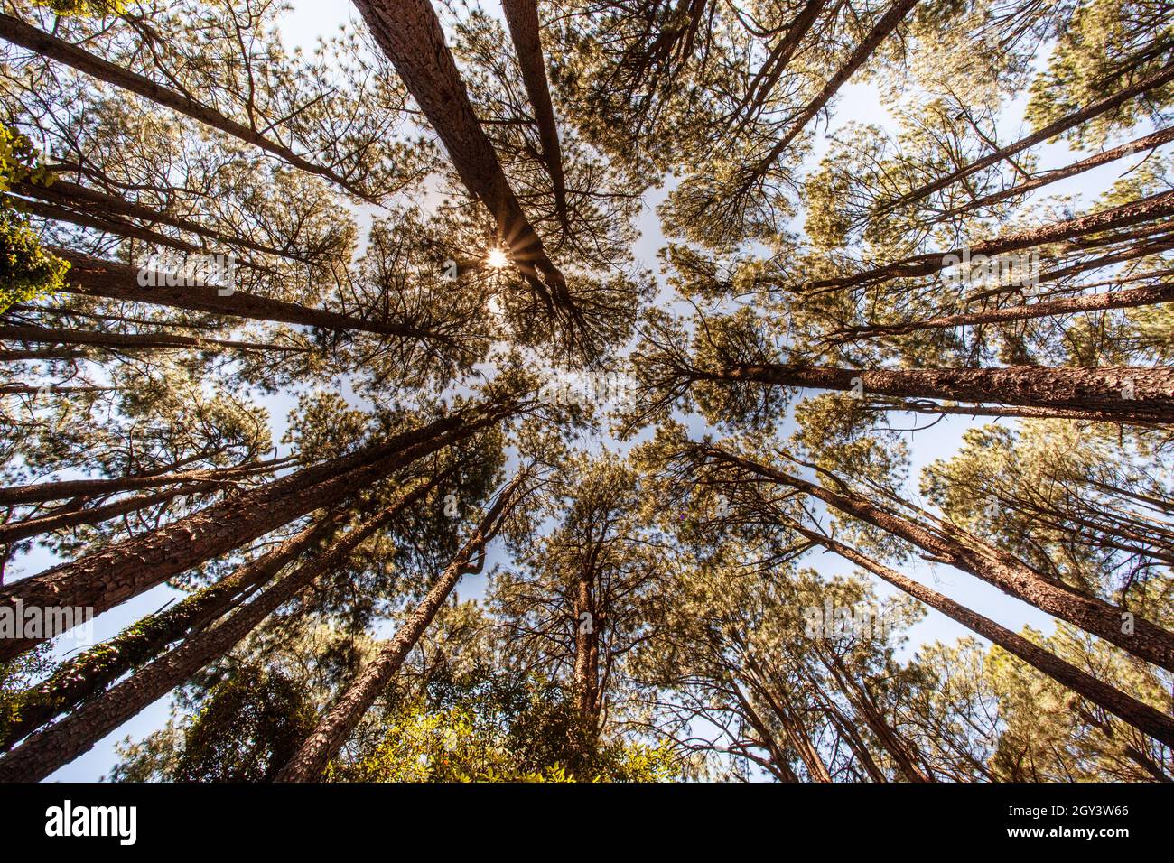 very tall gum trees in Australia looking up Stock Photo - Alamy