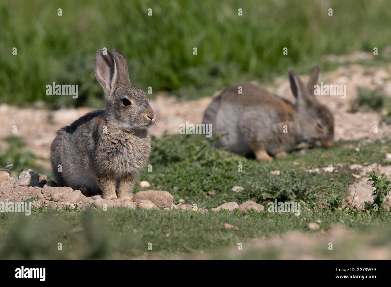European rabbit, Common rabbit, Bunny, Oryctolagus cuniculus sitting on ...